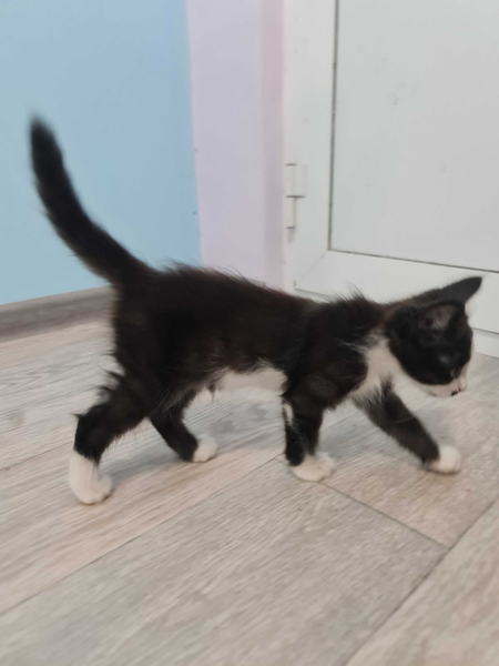 Отдам котёнка в хорошие руки