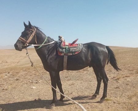 Ot sotiladi (Samarqand)