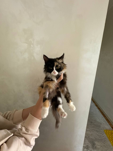 Котёнок Сибирская (девочка)