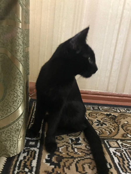Чёрный котёнок отдам даром срочно