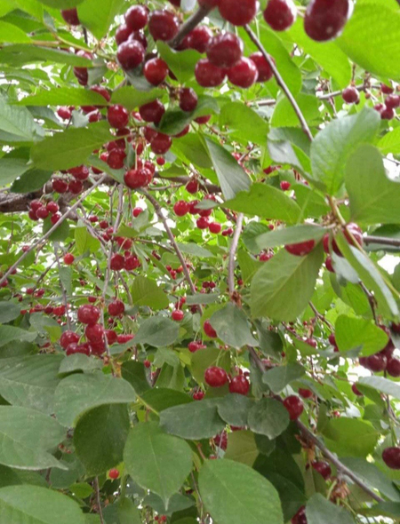 Продаю свежий шипонка,шипонка сотаман,агародда бор,