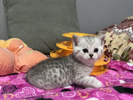 Девочка скоттиш страйт