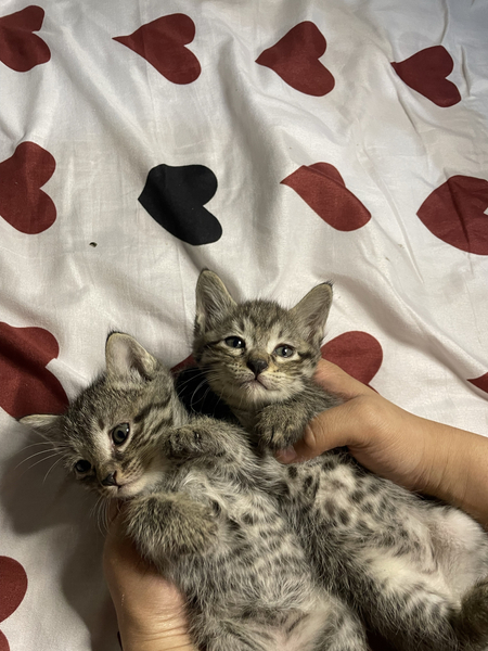 Котёнки