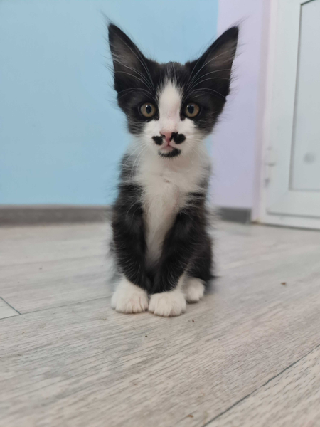 Отдам котёнка в хорошие руки