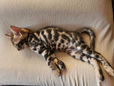 Bengal tozza qon