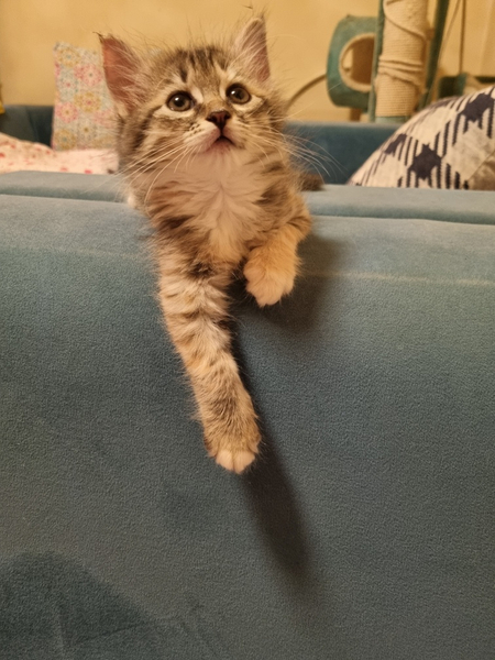Отдаются в добрые руки котенок