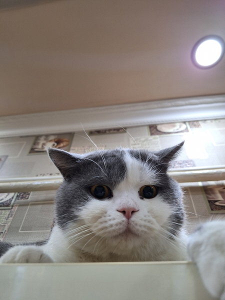 Кот скоттиш страй на вязка 600000