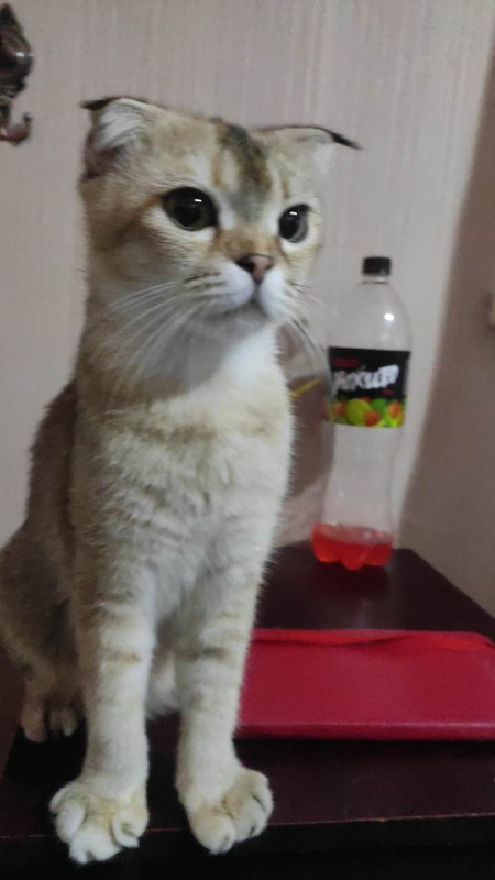 Продаётся котёнок