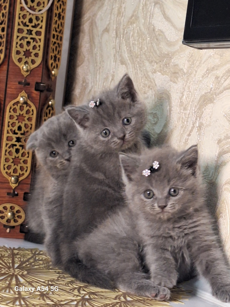 Продаются котята