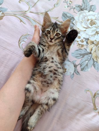 ОТДАМ ДАРОМ девочку котёнок