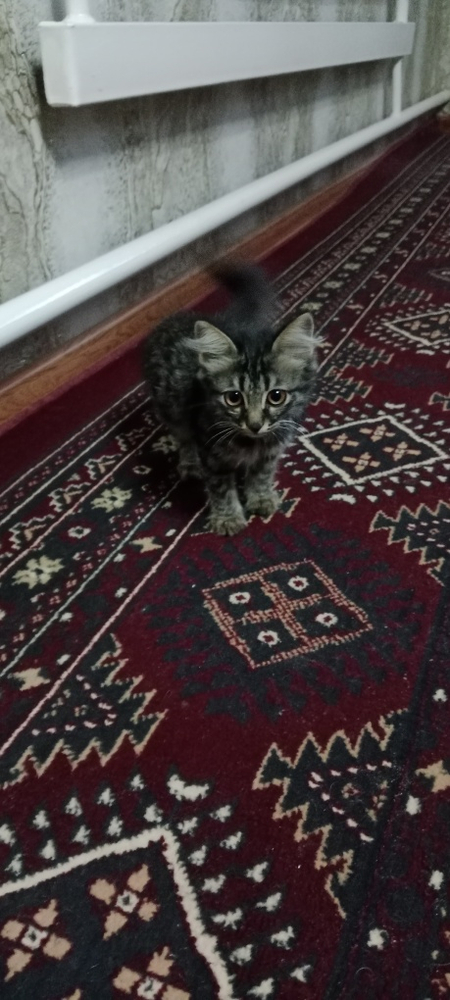 Милая, добрая, игривый котёнок одам в добрые руки