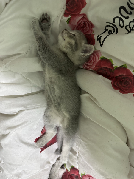 Скоттиш страйт