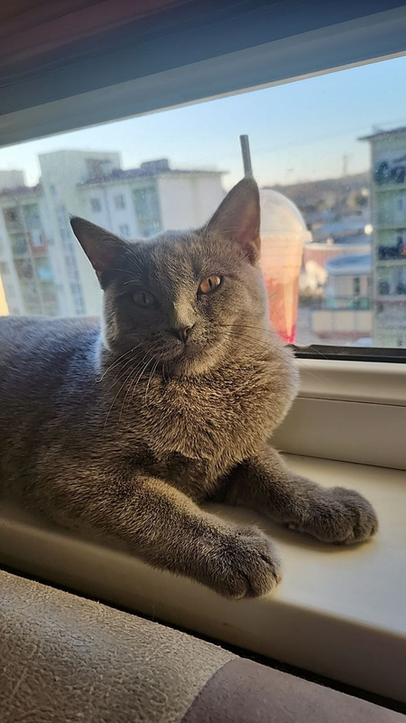 Mushuk sotiladi srochna