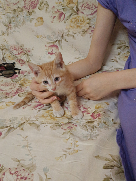 Котенок мальчик, 1,5 месяца
