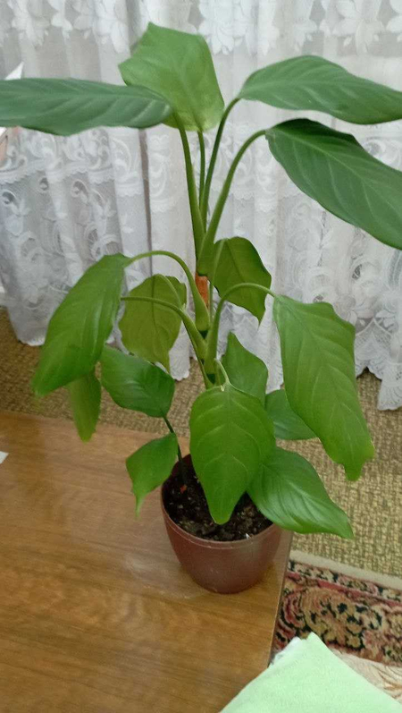 Продам цветы Аглаонема,