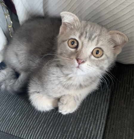 Кошка шотландский фолд
