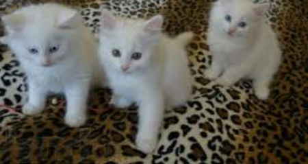 Mushuk Shoshiling arzon narxda turetskiy angora