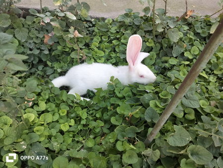 Toza Velikan Quyonlar Sotiladi !!!