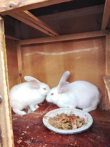 Калифорнийские кролики