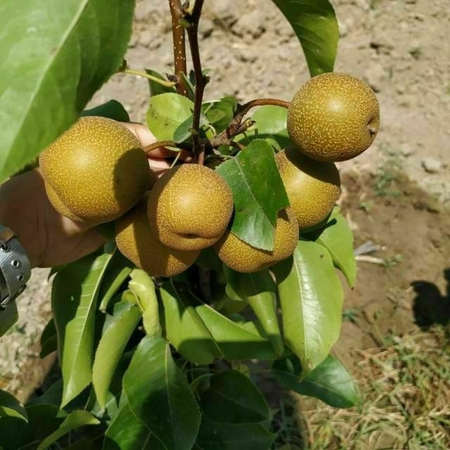 Nok kuchatlar bor sortiga turiga qonuniy kafolat beriladi pechat bilan