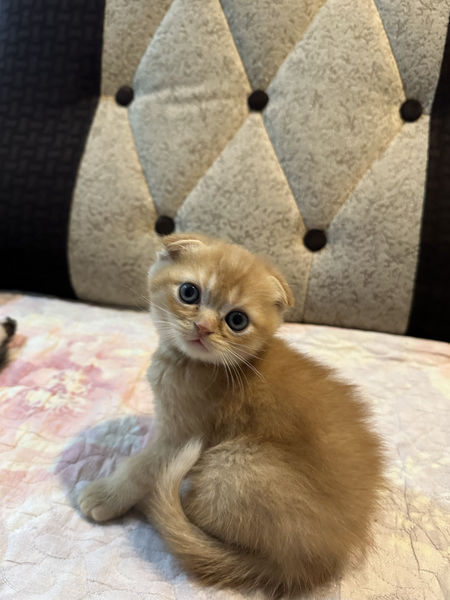 Шотланский веслоухий котенок
