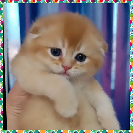 Продаются котята скоттиш фолды
