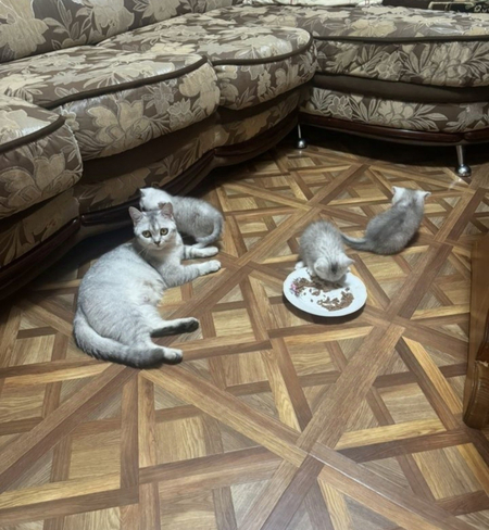 Серебристый шеншилла малчки