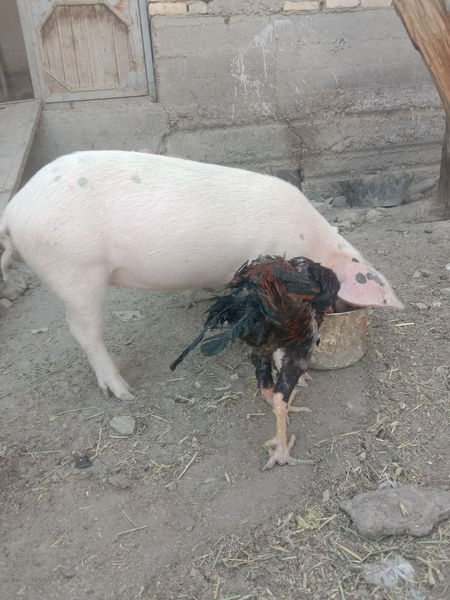 Chòchqa sotiladi soğlom