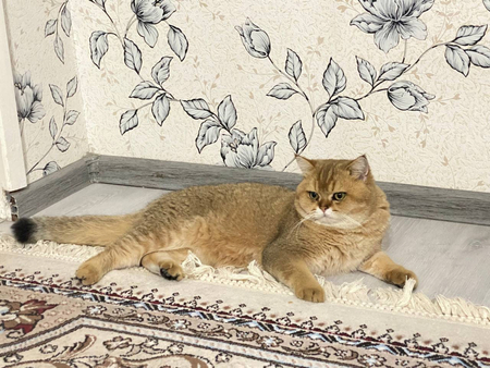 Шикарный котик Золотая шиншилла