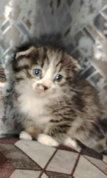 Вислоухий котёнок