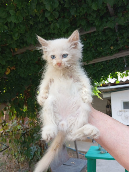 Отдам бесплатно котят в добрые руки