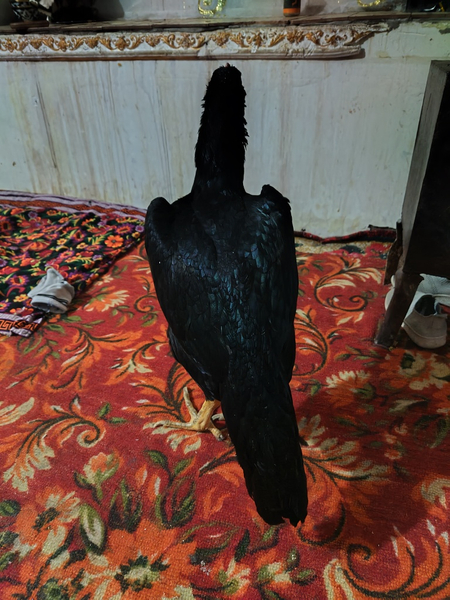 Dakan makiyon sotiladi