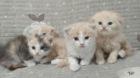 Продаютса котята!