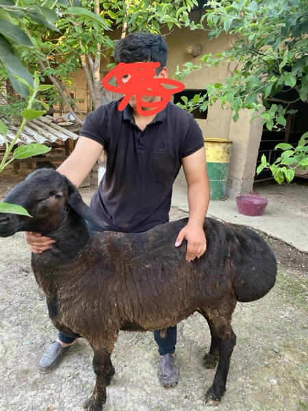 Qoch-qor 45-50 kg