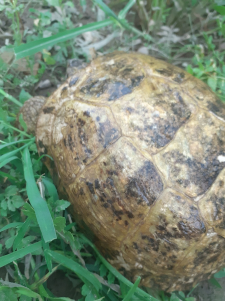 Toshbaqa cheripaxa