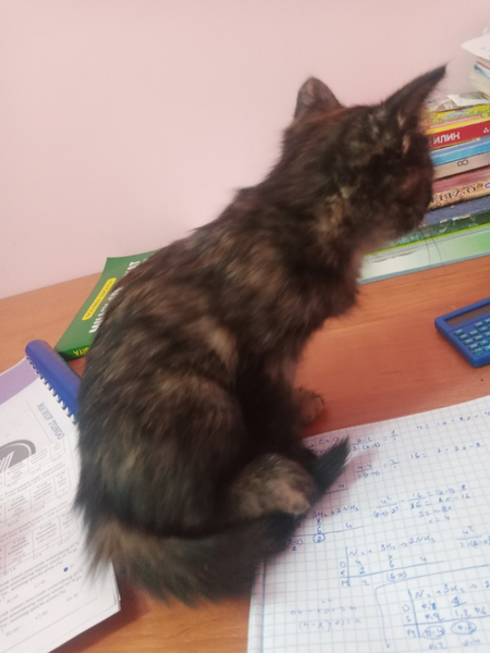 Muahuk bolasi sotiladi
