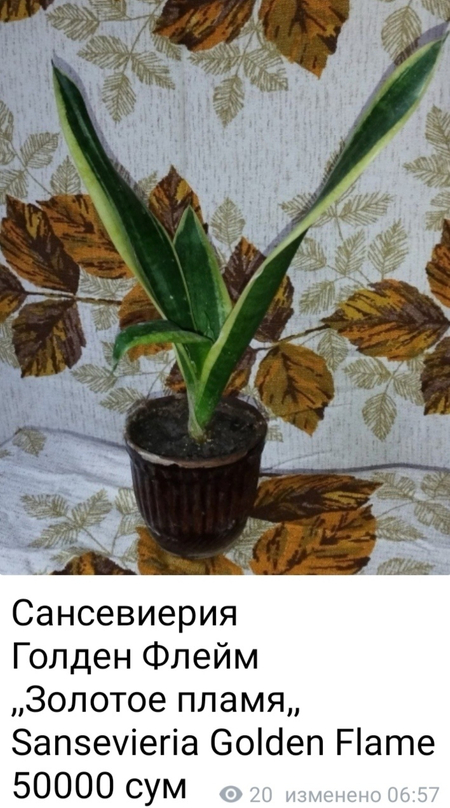 Распродажа сансевьер