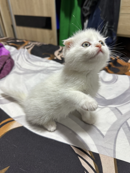 Скотиш фолд 45 дней
