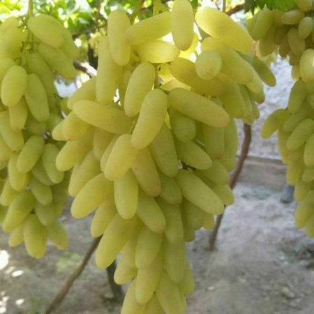 Мевали ва манзарали дарахт кучатлари