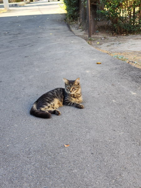 Котята в добрые руки!!!