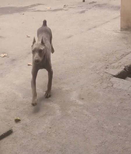 Doberman amerikanskiy
