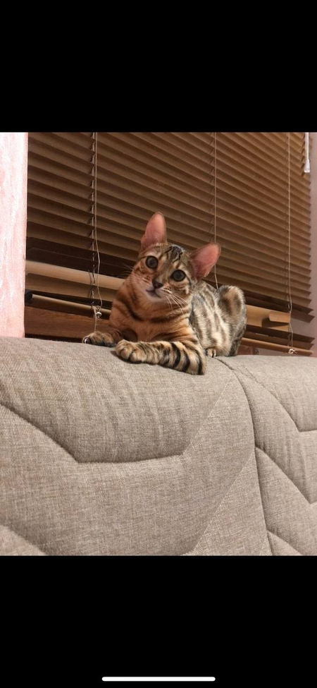 Tozza qonli Bengal zotdor mushugi sotiladi narxi kelishtiriladi