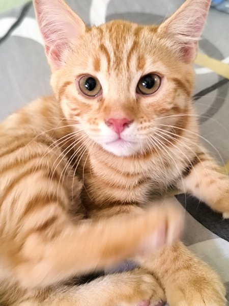 Британский котенок