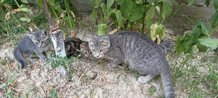 Кошки скоттиш фолд