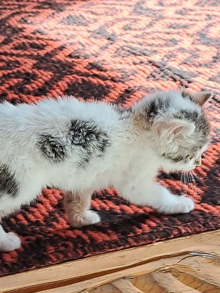 Котёнок 40 дневный
