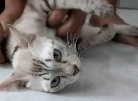 bengalski mushuk sotilad