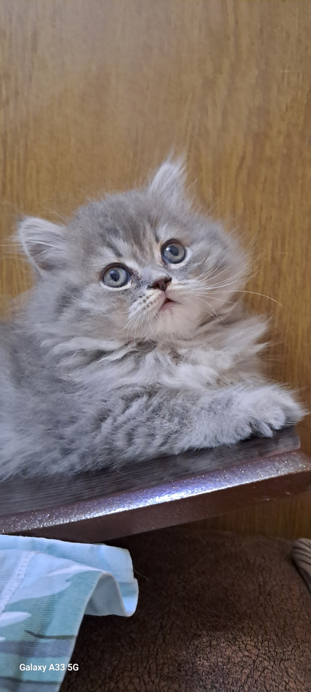 Продаётся скоттиш страйт