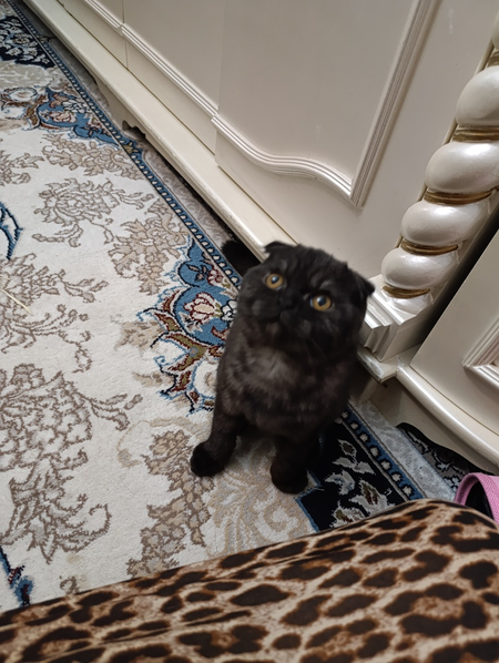 Скоттиш Фолд мальчуган