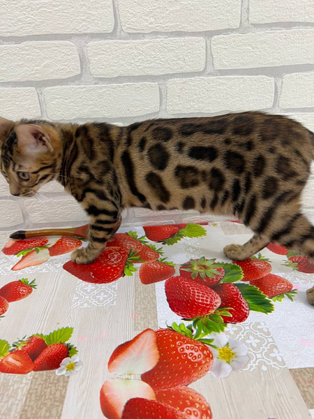 Bengalskaya devochka 3 mesyaca