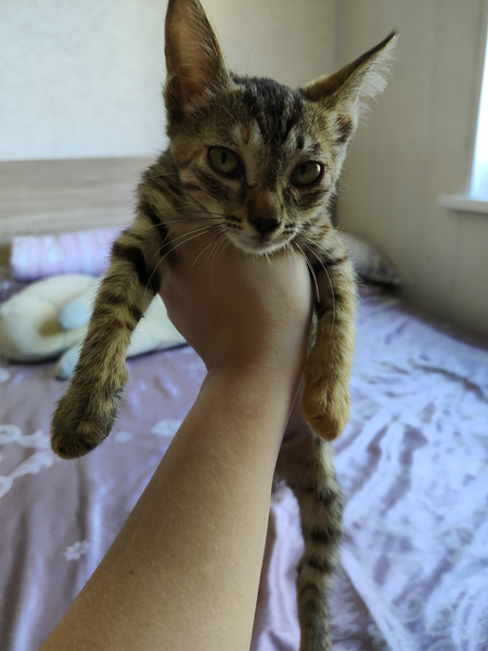Котёнок девочка 2.5 месяца в добрые руки